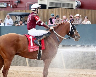 Red Route One - Horse Profile - BloodHorse