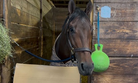 Flying Mohawk - Horse Profile - BloodHorse