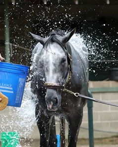 Caldera - Horse Profile - BloodHorse