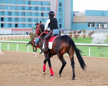 Coal Battle - Horse Profile - BloodHorse