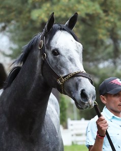 Caldera - Horse Profile - BloodHorse