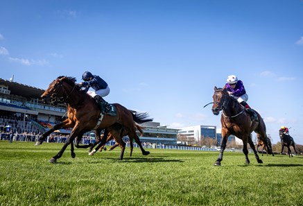 Henri Matisse (IRE) - Horse Profile - BloodHorse