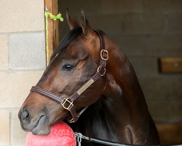Coal Battle - Horse Profile - BloodHorse