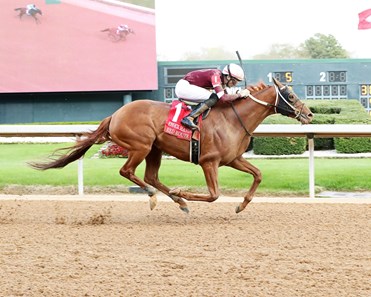 Red Route One - Horse Profile - BloodHorse
