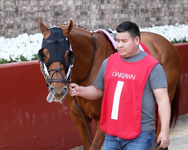 Red Route One - Horse Profile - BloodHorse