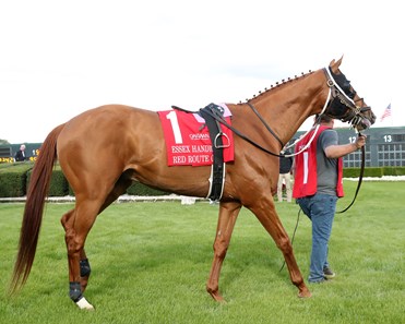 Red Route One - Horse Profile - BloodHorse