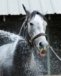 Caldera - Horse Profile - BloodHorse