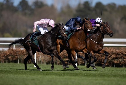 Henri Matisse (IRE) - Horse Profile - BloodHorse