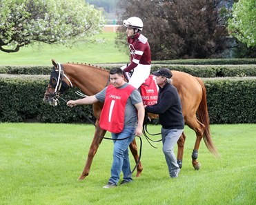 Red Route One - Horse Profile - BloodHorse