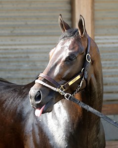 Coal Battle - Horse Profile - BloodHorse