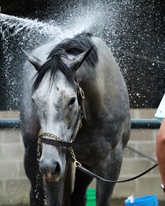 Caldera - Horse Profile - BloodHorse