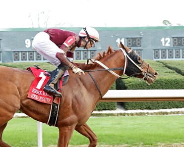 Red Route One - Horse Profile - BloodHorse