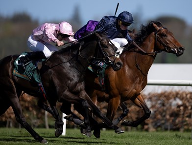 Henri Matisse (IRE) - Horse Profile - BloodHorse