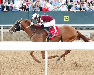 Red Route One - Horse Profile - BloodHorse