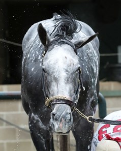 Caldera - Horse Profile - BloodHorse