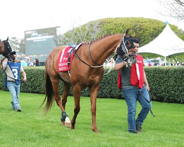 Red Route One - Horse Profile - BloodHorse