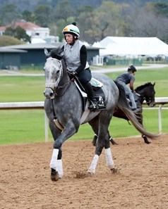 Caldera - Horse Profile - BloodHorse