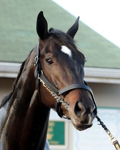 Rodriguez - Horse Profile - BloodHorse