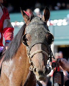 Burnham Square - Horse Profile - BloodHorse