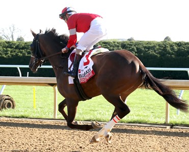 Burnham Square - Horse Profile - BloodHorse