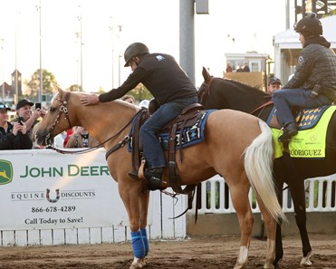Rodriguez - Horse Profile - BloodHorse