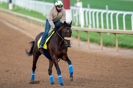 Baeza - Horse Profile - BloodHorse