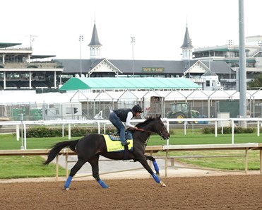 Rodriguez - Horse Profile - BloodHorse