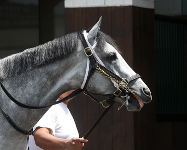 Final Gambit - Horse Profile - BloodHorse