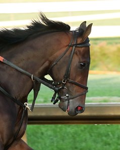 Flying Mohawk - Horse Profile - BloodHorse