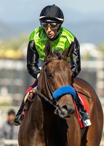 Richi (CHI) - Horse Profile - BloodHorse