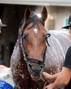 Citizen Bull - Horse Profile - BloodHorse