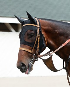 Luxor Cafe - Horse Profile - BloodHorse