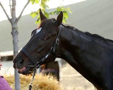 Rodriguez - Horse Profile - BloodHorse