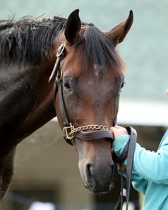 Render Judgment - Horse Profile - BloodHorse