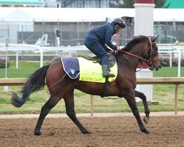 Luxor Cafe - Horse Profile - BloodHorse