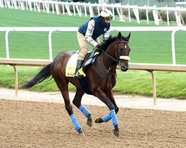 Baeza - Horse Profile - BloodHorse