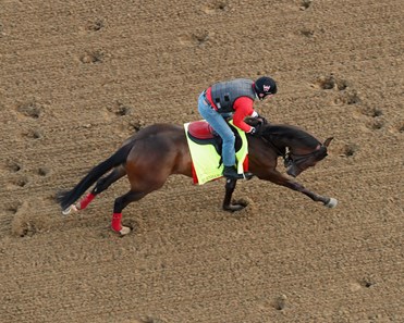 Burnham Square - Horse Profile - BloodHorse