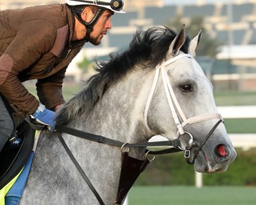 Final Gambit - Horse Profile - BloodHorse