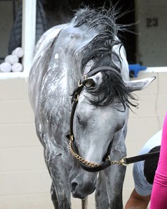 Final Gambit - Horse Profile - BloodHorse