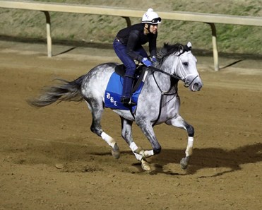 Final Gambit - Horse Profile - BloodHorse
