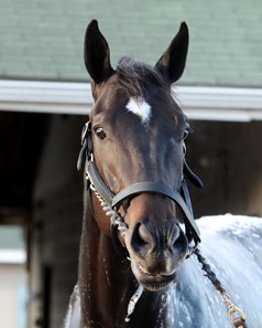 Rodriguez - Horse Profile - BloodHorse