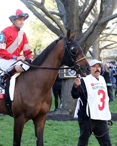 Burnham Square - Horse Profile - BloodHorse