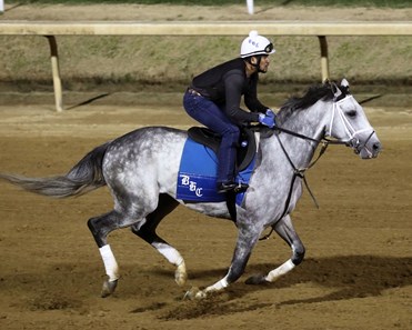 Final Gambit - Horse Profile - BloodHorse