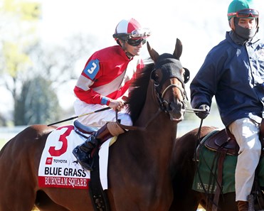 Burnham Square - Horse Profile - BloodHorse