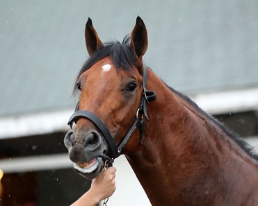 Citizen Bull - Horse Profile - BloodHorse