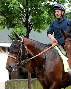 Luxor Cafe - Horse Profile - BloodHorse