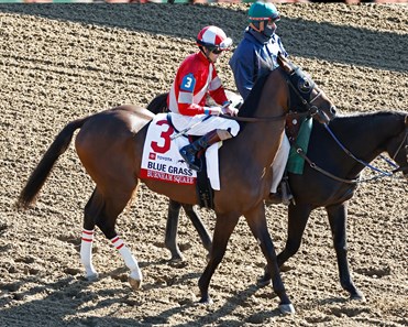 Burnham Square - Horse Profile - BloodHorse