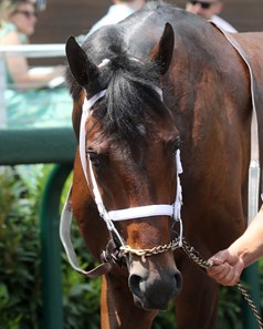 Fierceness - Horse Profile - BloodHorse