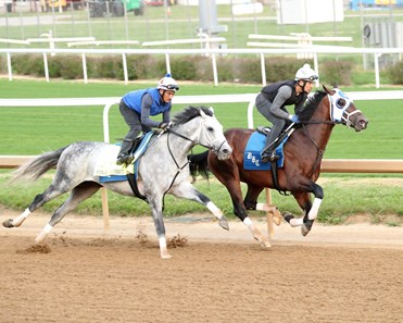 Final Gambit - Horse Profile - BloodHorse