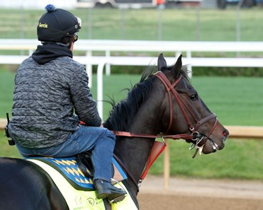 Rodriguez - Horse Profile - BloodHorse